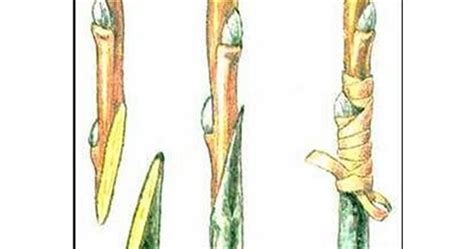 Присаждане на лози на зелено Български Фермер