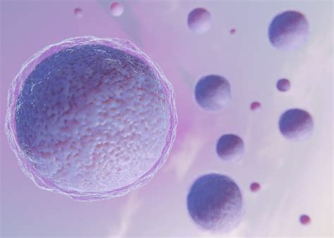 What Is The Difference Between Stem Cells And Pluripotent Stem Cells