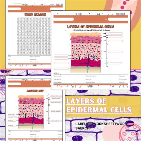 Layers Of Epidermal Cells Labeling Diagram Wordsaerch Anatomy Science