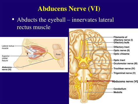 Ppt The Peripheral Nervous System Powerpoint Presentation Free Download Id 173841