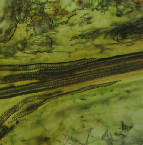 Plant Leaf Vein Coil Structure Microscope Images Golf Science Guru