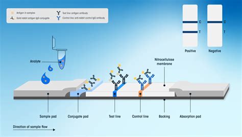 What Is A Lateral Flow Test And How Does The Technology OFF