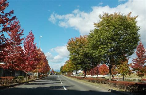 街路樹たちの宴 団塊の世代のビーバーちゃんⅢ