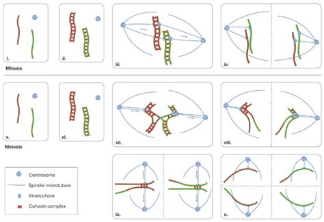 Mitotic And Meiotic Chromosome Cycles In Mitotic Cells Connections