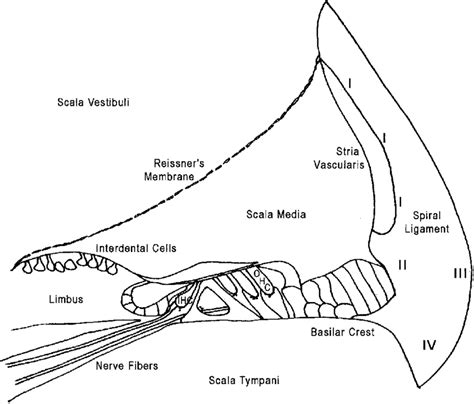 Schematic Diagram Of A Cross Section Of The Cochlear Duct Showing The Download Scientific