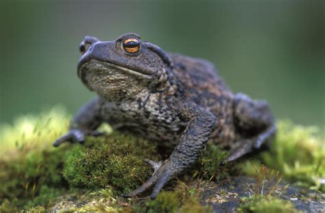 Download Animal Toad Hd Wallpaper