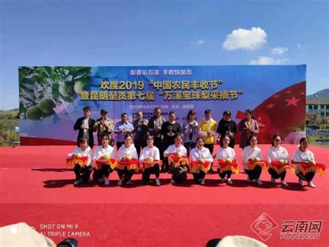 滿眼都是梨昆明呈貢舉行萬溪寶珠梨採摘節慶農民豐收 每日頭條