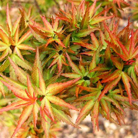 Kotohime Japanese Maple For Sale Online The Tree Center