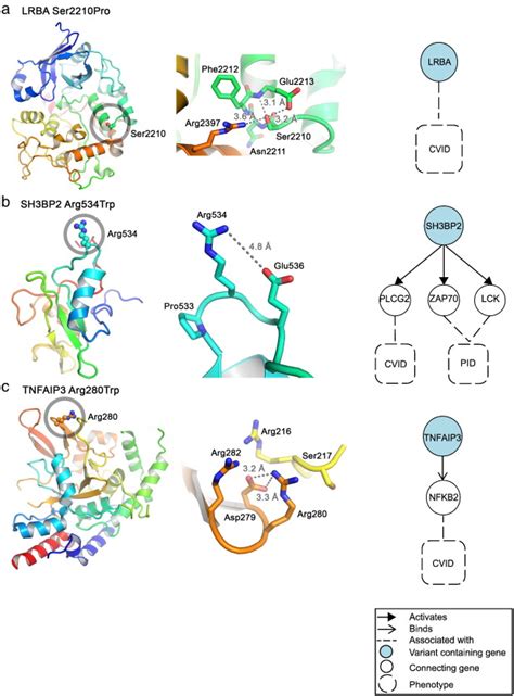 Mapping Of Predicted Deleterious Variants Onto Protein Structures And Download Scientific