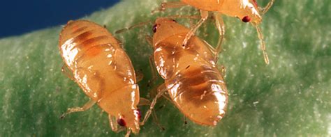 Bioorius Laevigatus Biobee Chile