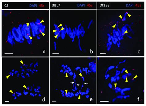 Homologous Chromosome Pairing And Segregation At Metaphase I And