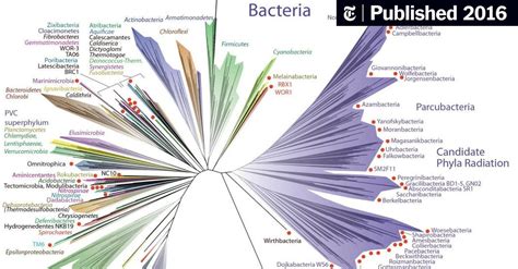 Scientists Unveil New ‘tree Of Life The New York Times
