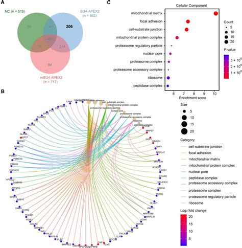 A Subcellular Selective Apex2 Based Proximity Labeling Used For Identifying Mitochondrial G