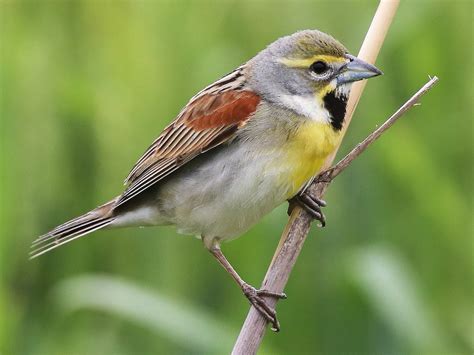 Dickcissel Ebird