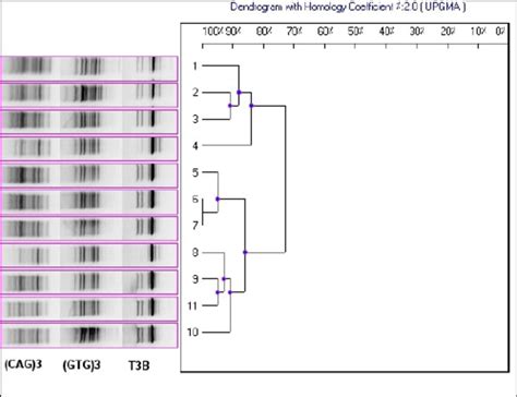 Dendrogram Of 11 Colletotrichum Musae Isolates Based On Cluster