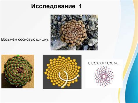 Числа Фибоначчи Учебно исследовательская работа презентация онлайн