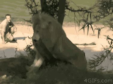 Trying To Take Your Pants Off GIF Lion Stuck Funny Walk Discover Share GIFs