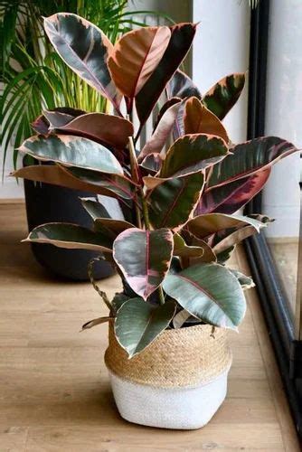 Small Ficus Elastica Plant At Best Price In Meerut Id 2856261712955