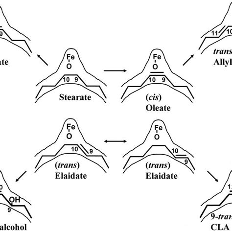 schematic representation of the proposed binding modes of substrate