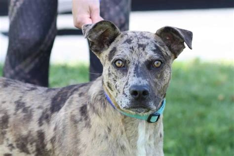 The Catahoula Pit Mix A Mix You Never Heard Of Before