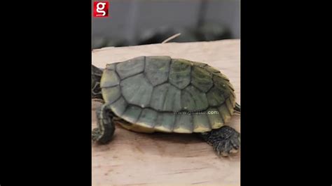 Chocolate Cover ல் ஓடிய குட்டி குட்டி உயிரினம் Airport ஐ அலறவிட்ட சம்பவம் Trichy Airport Youtube