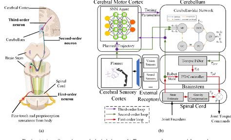 Figure 1 From Cbmc V2 A Cns Inspired Framework For Real Time Robotic