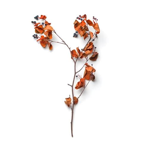 Premium Photo Branch And Leaf Isolated On White Background