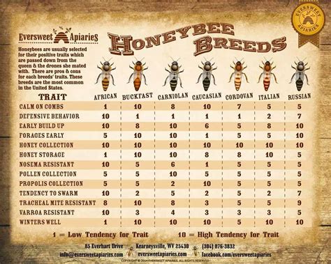 How Do I Identify A Queen Bee