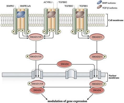 6 The TGF β BMP signalling pathway Signaling is initiated after