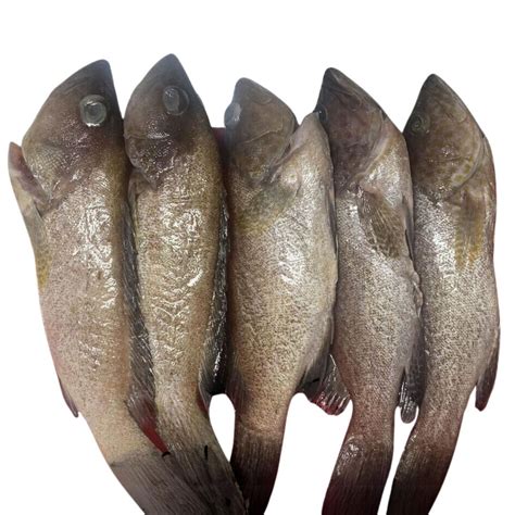 Fresh Flower Grouper Frozenmeat Sg