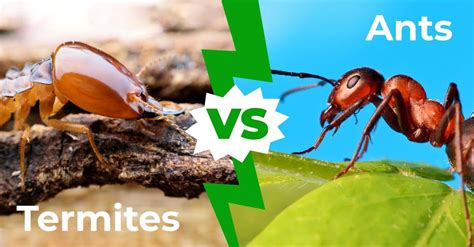 Termites Vs Ants Flying Ants Vs Winged Termites Easy Ways To Tell