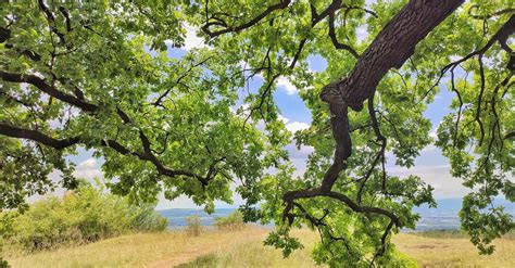 집 밖의 가지 경치 경치가 좋은 고요한 고요함 공원 광야 그림자 나뭇가지 널찍한 녹색 농촌의 땅 떡갈 나무 맑은 공기 맑은 하늘 목가적 인