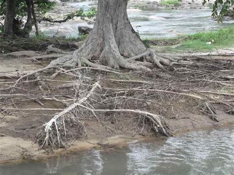 Modified Roots Examples Studiousguy