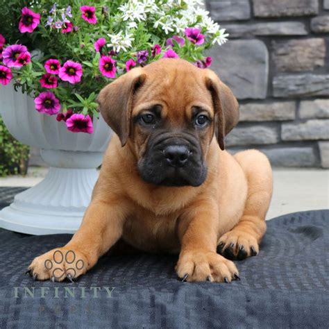 Bullmastiff Puppies For Sale Infinity Pups
