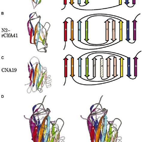 The Fg Binding Mscramms Of S Aureus Clfa Clfb Fnbpa And Fnbpb A Download Scientific