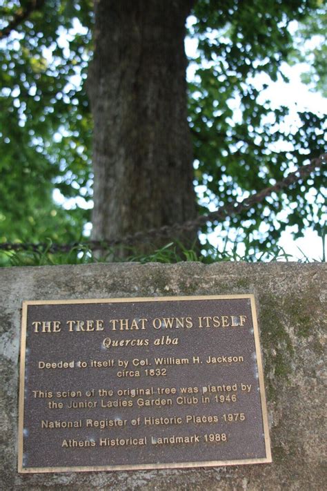 Meet The Tree That Owns Itself In Athens Georgia
