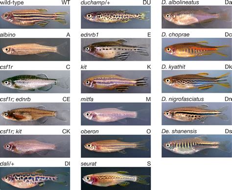 Sex Specific Perceptual Spaces For A Vertebrate Basal Social