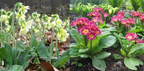 Цветок примула многолетняя посадка и уход | Flowery-Blog