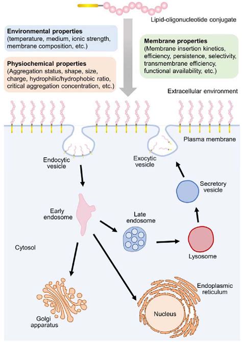 Figure 2 From Lipid Oligonucleotide Conjugates For Simple And Efficient Cell Membrane