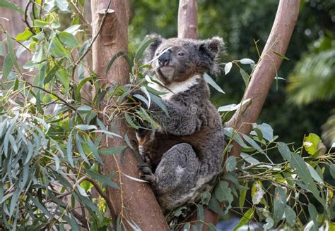 A Koala Phascolarctos Cinereus On A Tree Stock Image Image Of