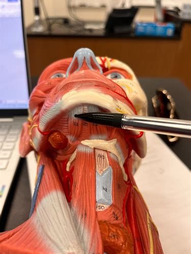 Muscles Of Head And Neck Flashcards Quizlet