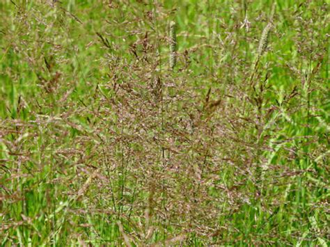 ヒロハノコメススキ Deschampsia caespitosa