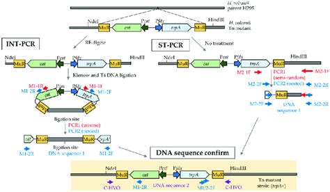 schematic diagram of the inverted nested two step pcr int pcr left