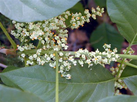 Toxicodendron Radicans