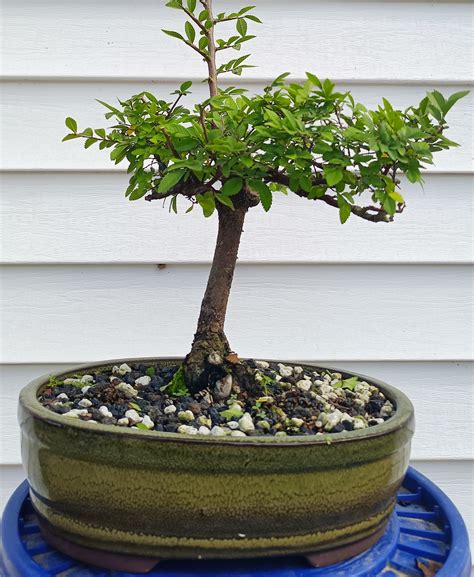 2024 Gnobs Auction Trees The Greater New Orleans Bonsai Society