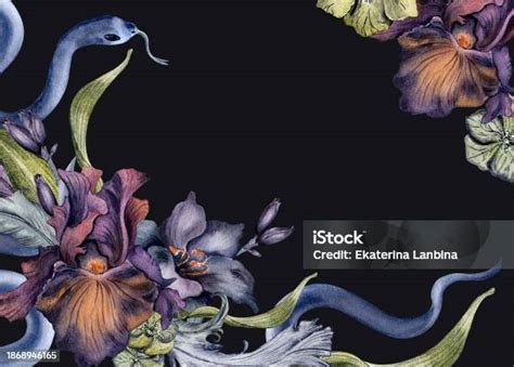 고딕 양식의 수채화 꽃과 검은 색에 고립 된 뱀이있는 프레임 손으로 그린 식물 요소 포장용 어두운 식물학 이미지입니다 백합 아이리스 요소 엽서 초대장 장식용 0명에 대한