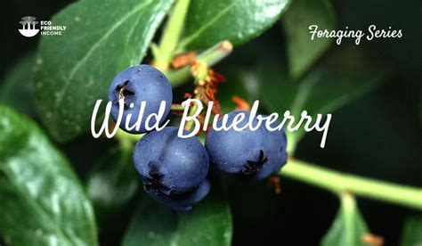 Wild Blueberry Plant Identification Cornflower Plants And Fungi