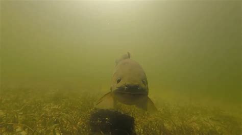 Male Bowfin Guarding His Fry Rthedepthsbelow