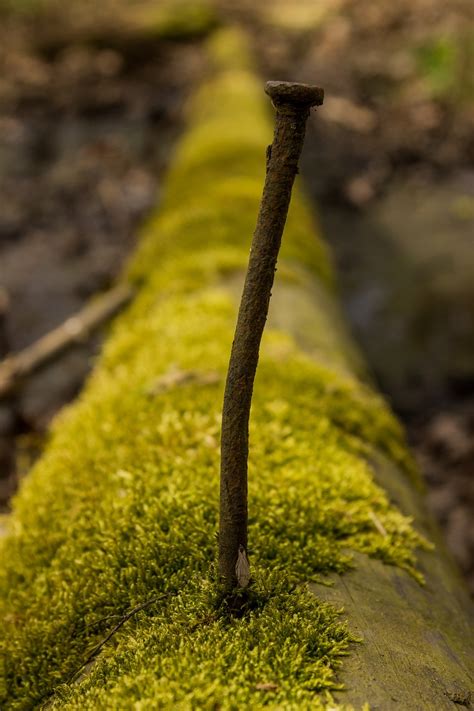 La Nature Mousse Bois Photo Gratuite Sur Pixabay