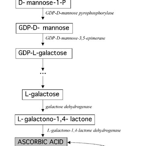 Total Ascorbic Acid Ascorbic Acid And Dehydroascorbic Acid Contents In Download Scientific